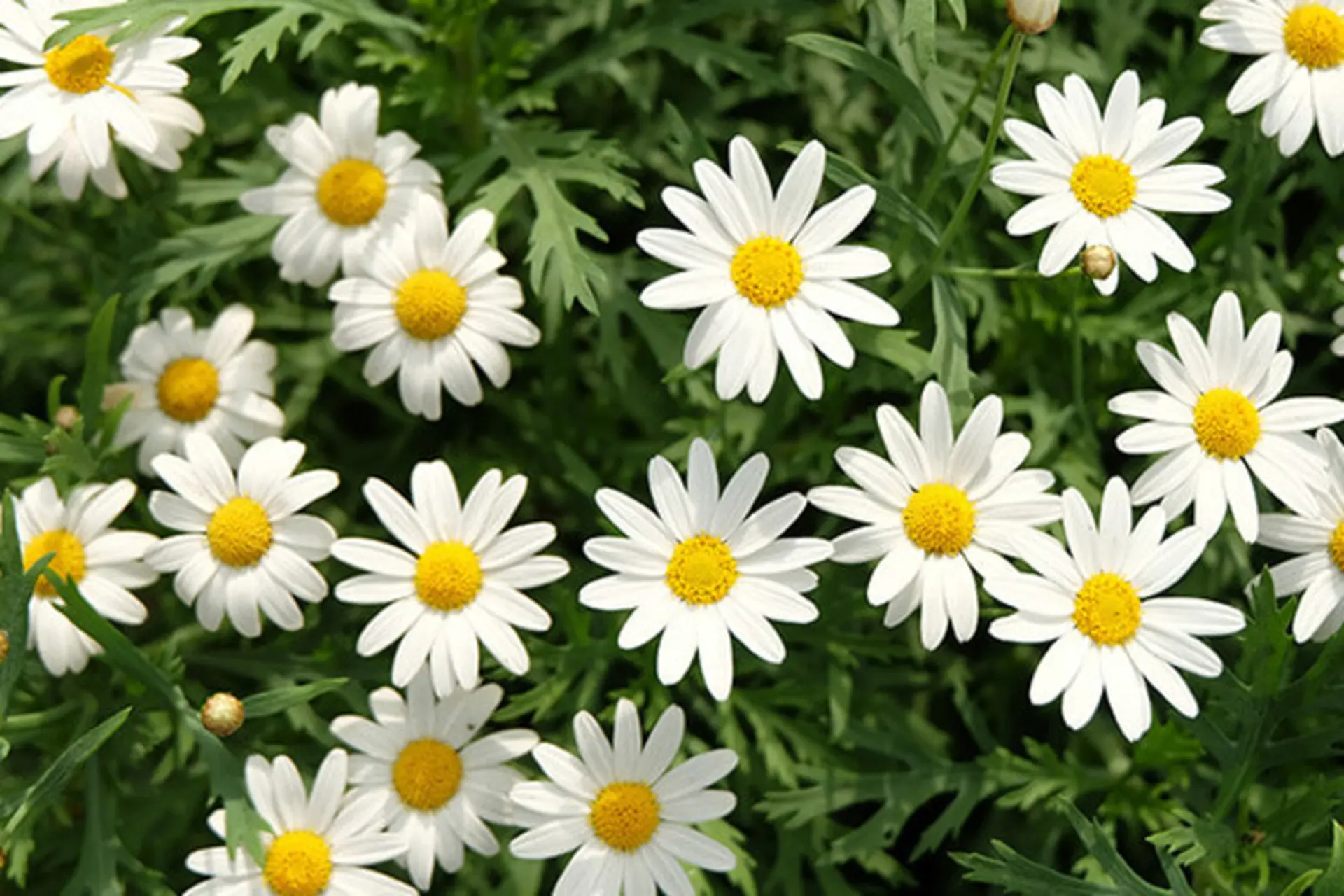 Khám Phá ý Nghĩa Cúc Hoạ Mi Và Đặc Điểm Nổi Bật Của Hoa